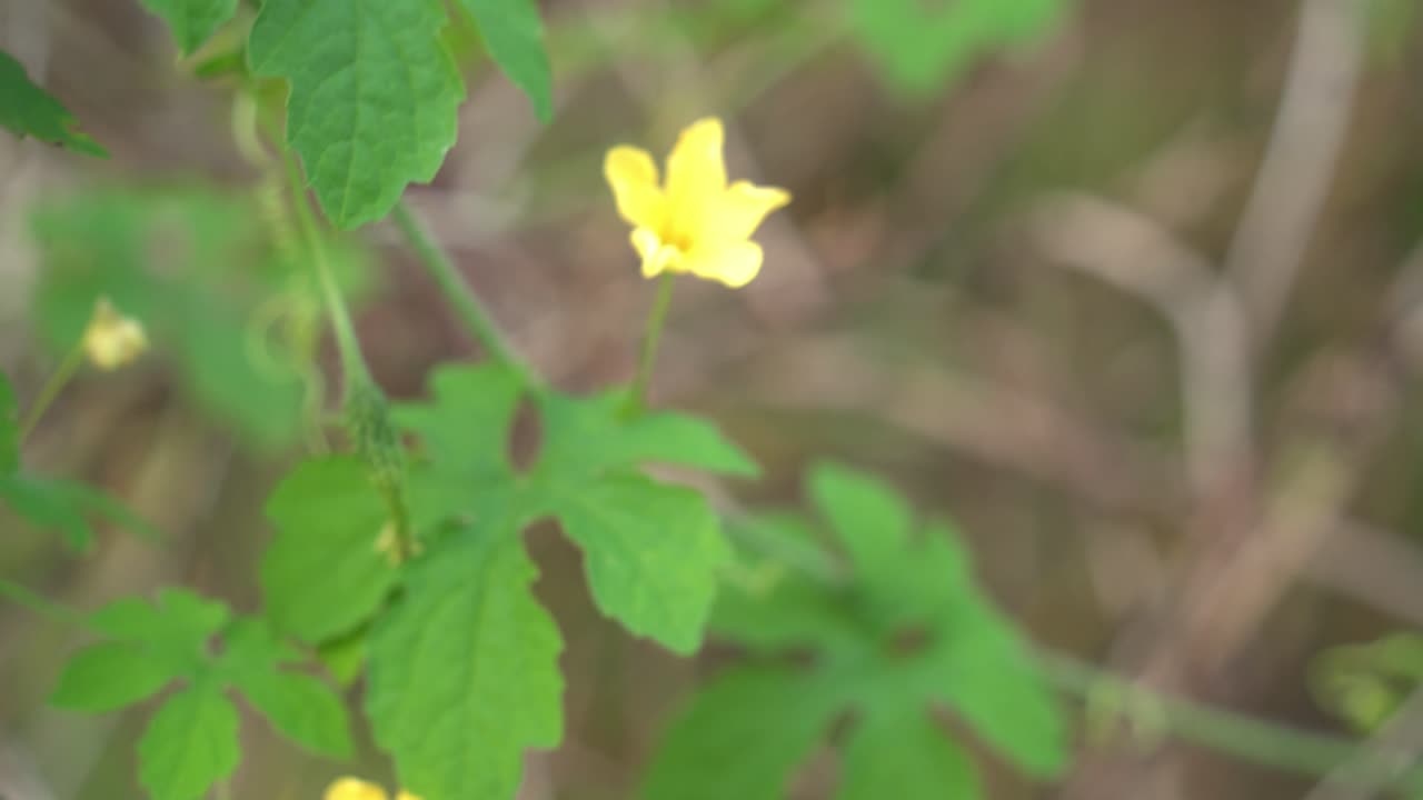 Yellow Flower Of Cerasee Kerala Bitter Melon Plant With Kerala Hanging ...