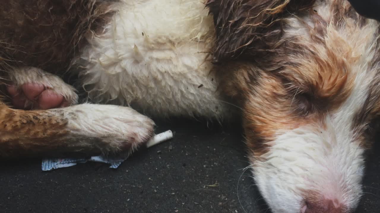 The tired and haggard puppy looks sadly into the camera | Premium Stock ...