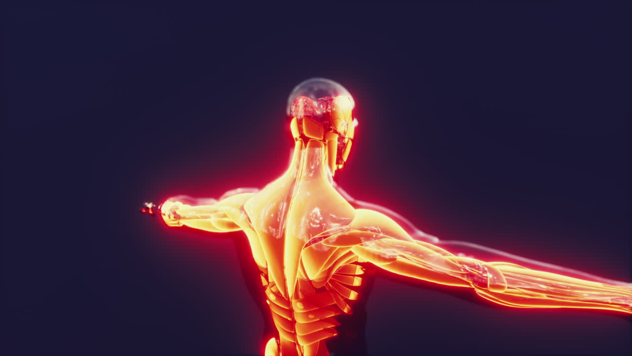Free stock video - Human muscular system anatomical infographic