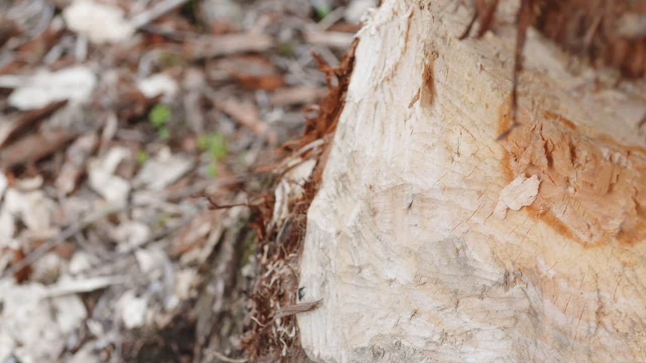 Premium stock video - Half cut tree trunk in forest 2