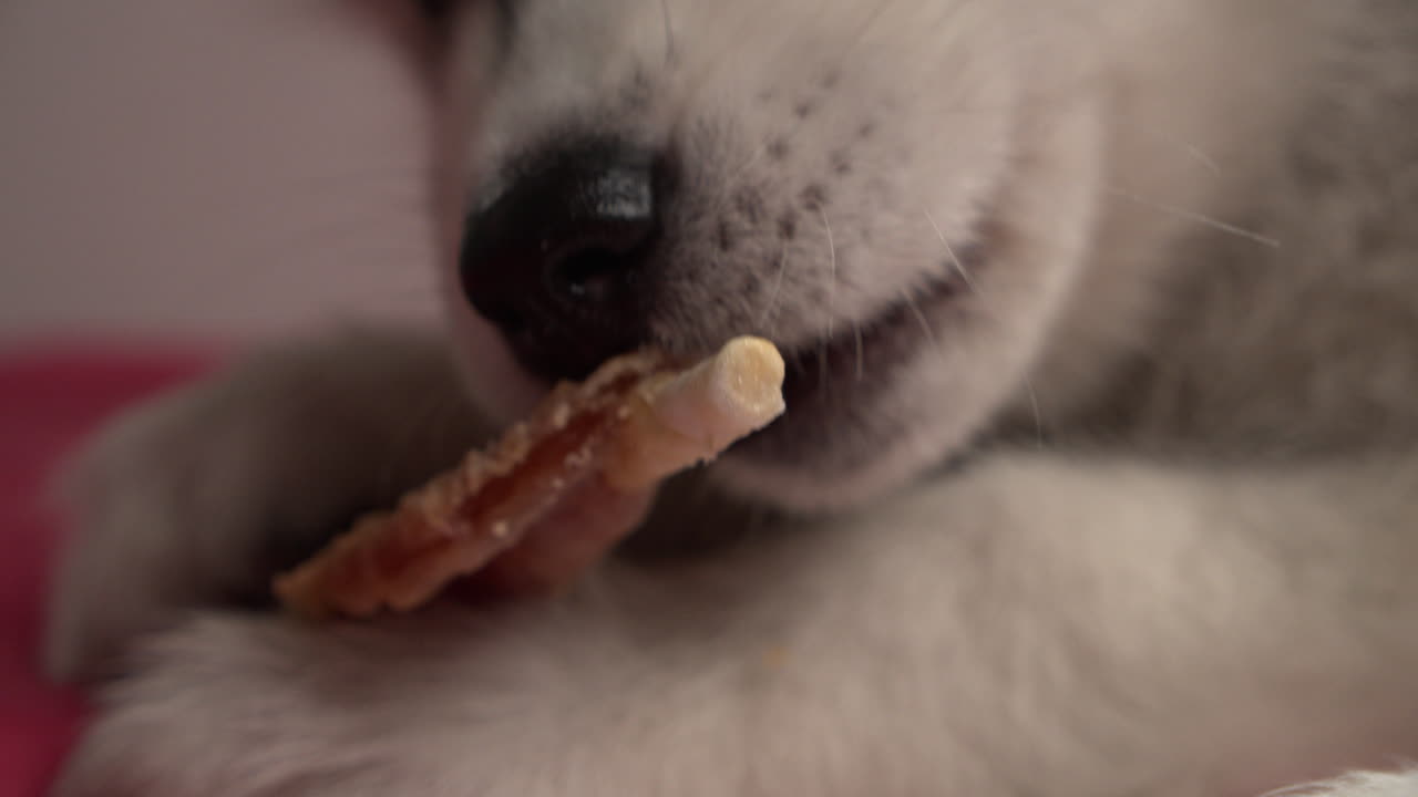 Husky puppy gnaws on treat between paws in bed, close up slow motion ...