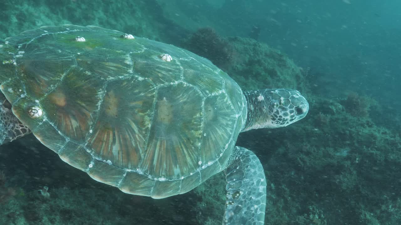 Large Sea Turtle Swims Against The Strong Ocean Current Over A Rocky ...