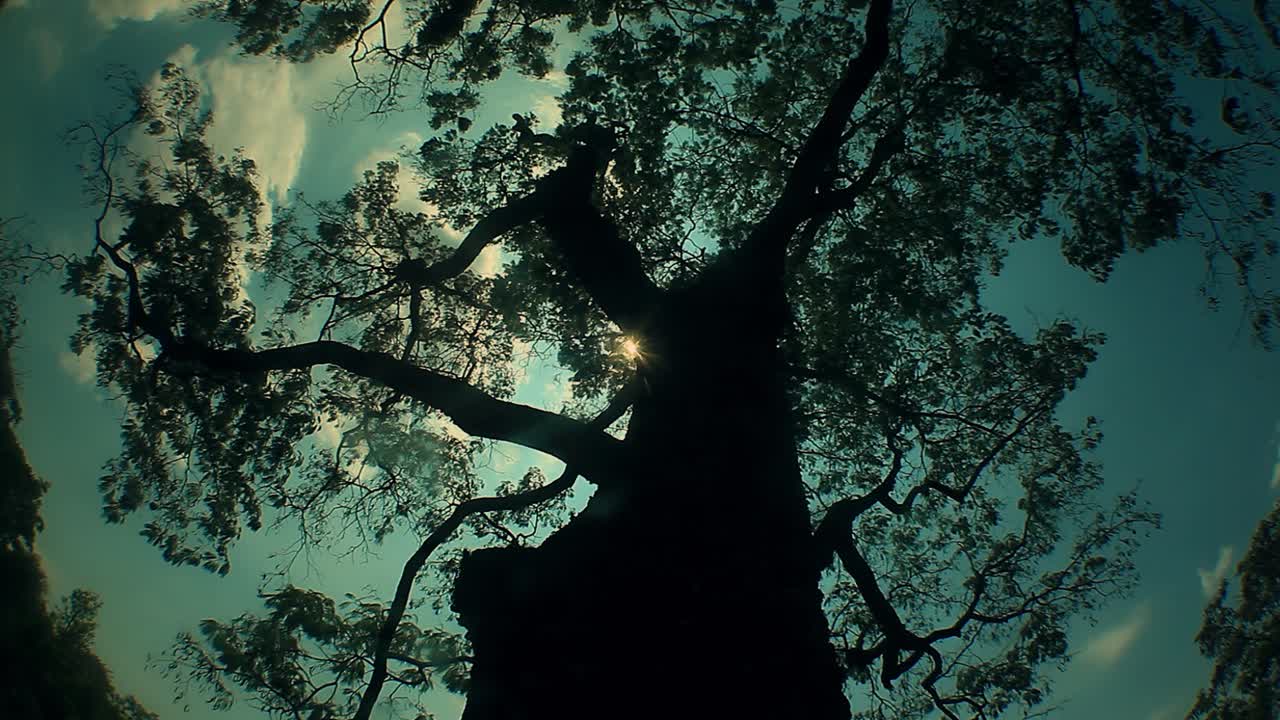 Premium stock video - The sun shines through the branches of a large ...