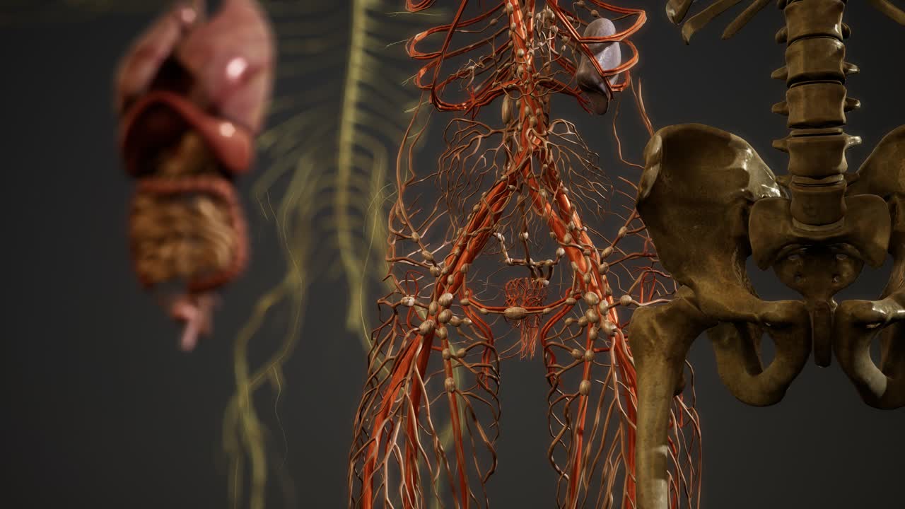 3D 人体解剖动画插图 | freepik