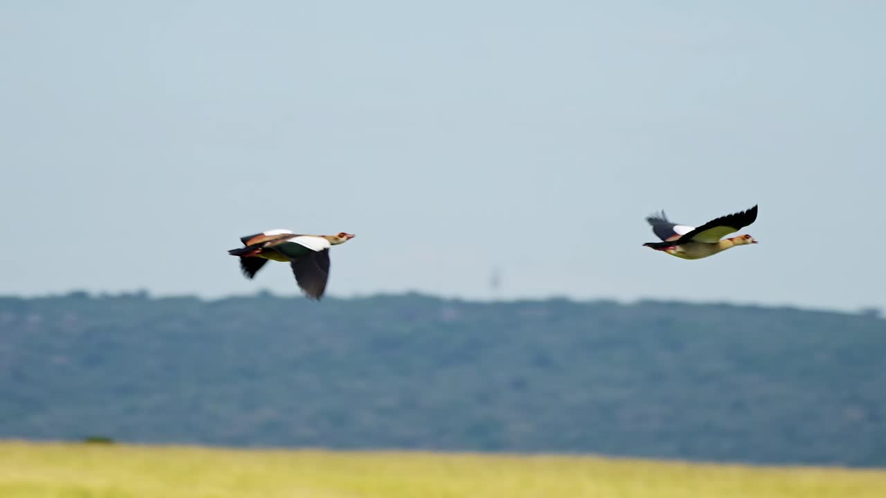 Slow Motion Of Egyptian Goose Bird Flying In Flight In Africa, Egyptian ...