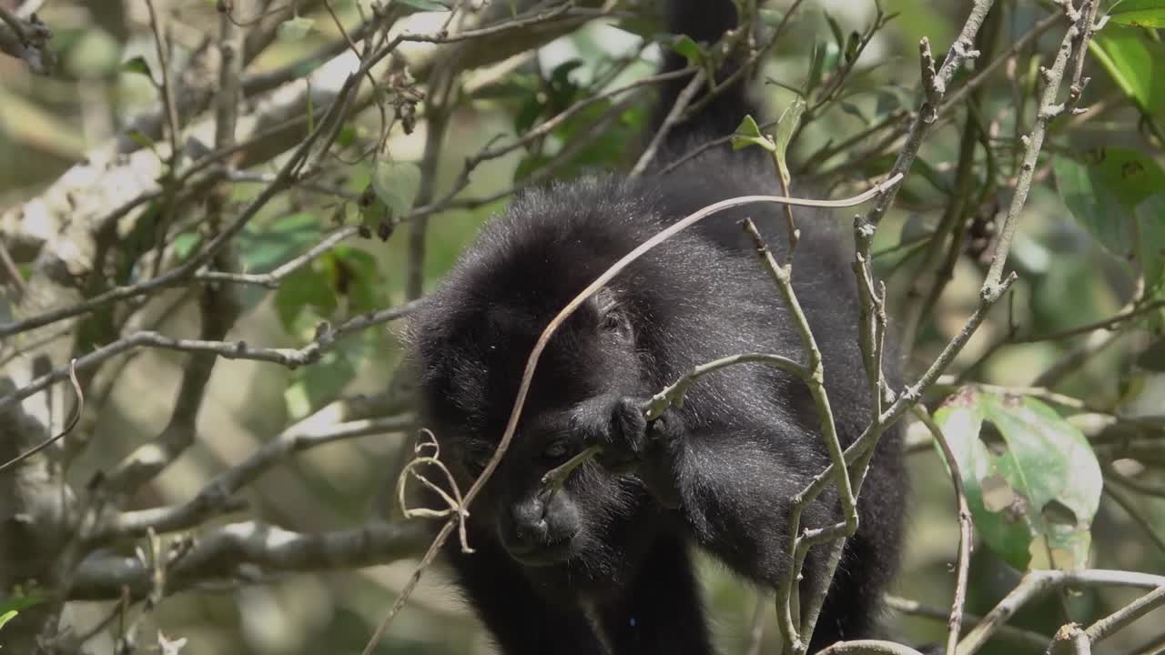 Premium stock video - A howler monkey eats leaves and feeds in the ...