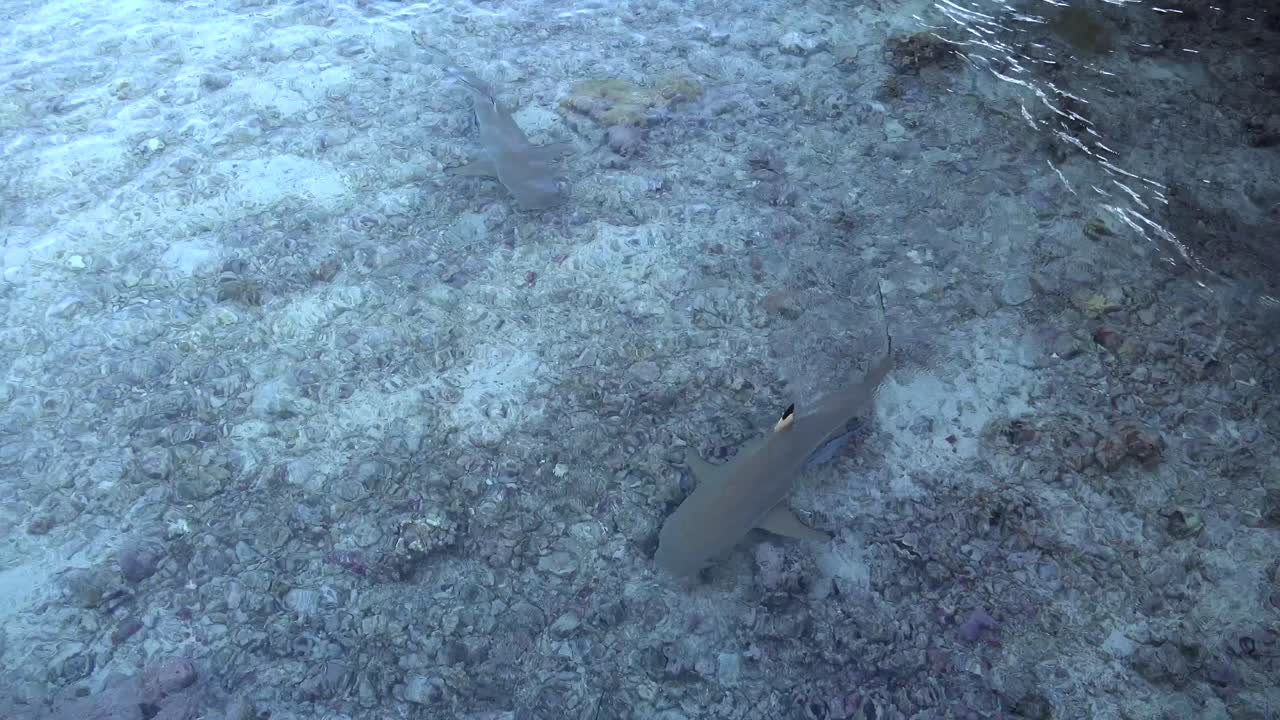 Blacktip reef sharks swimming in shallow water filmed from above ...