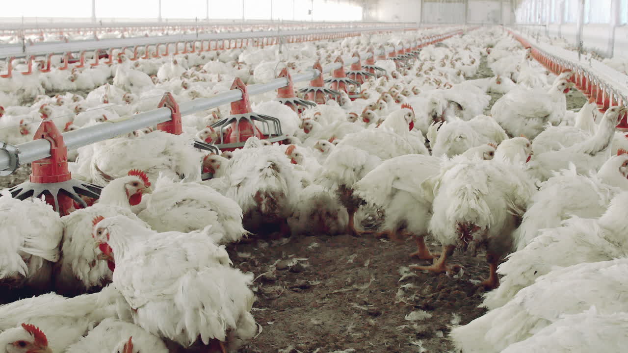 Premium stock video - Modern chicken farm in latin america, poultry
