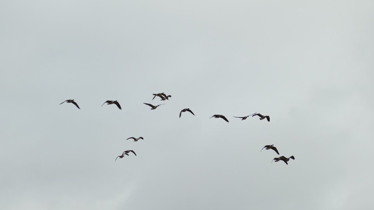Premium stock video - Birds flying in a v formation to reduce fatigue ...