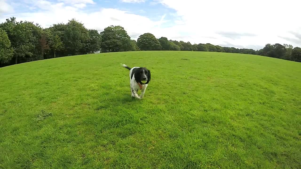 Spaniel dog slow motion in the park | Premium Stock Video Footage