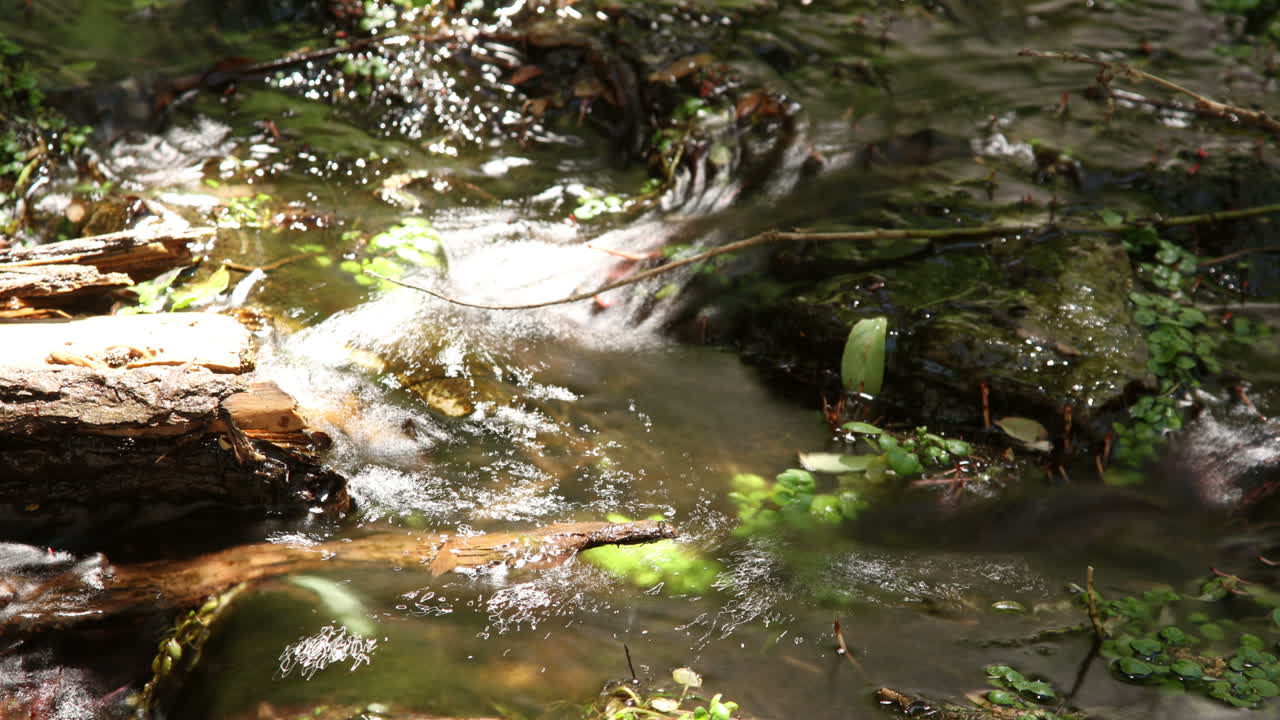 Premium stock video - Darwin fall closeup