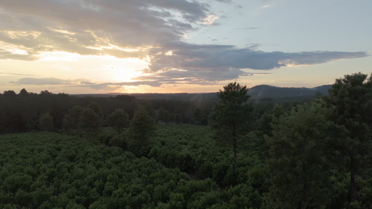 Extensive yerba mate plantation in misiones, argentina, a plant used ...