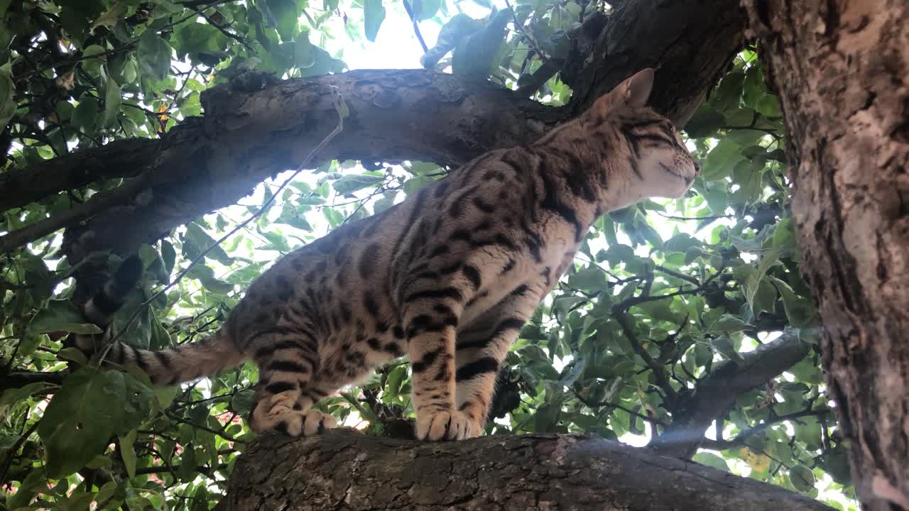 Premium stock video - A bengal cat free in a tree-1