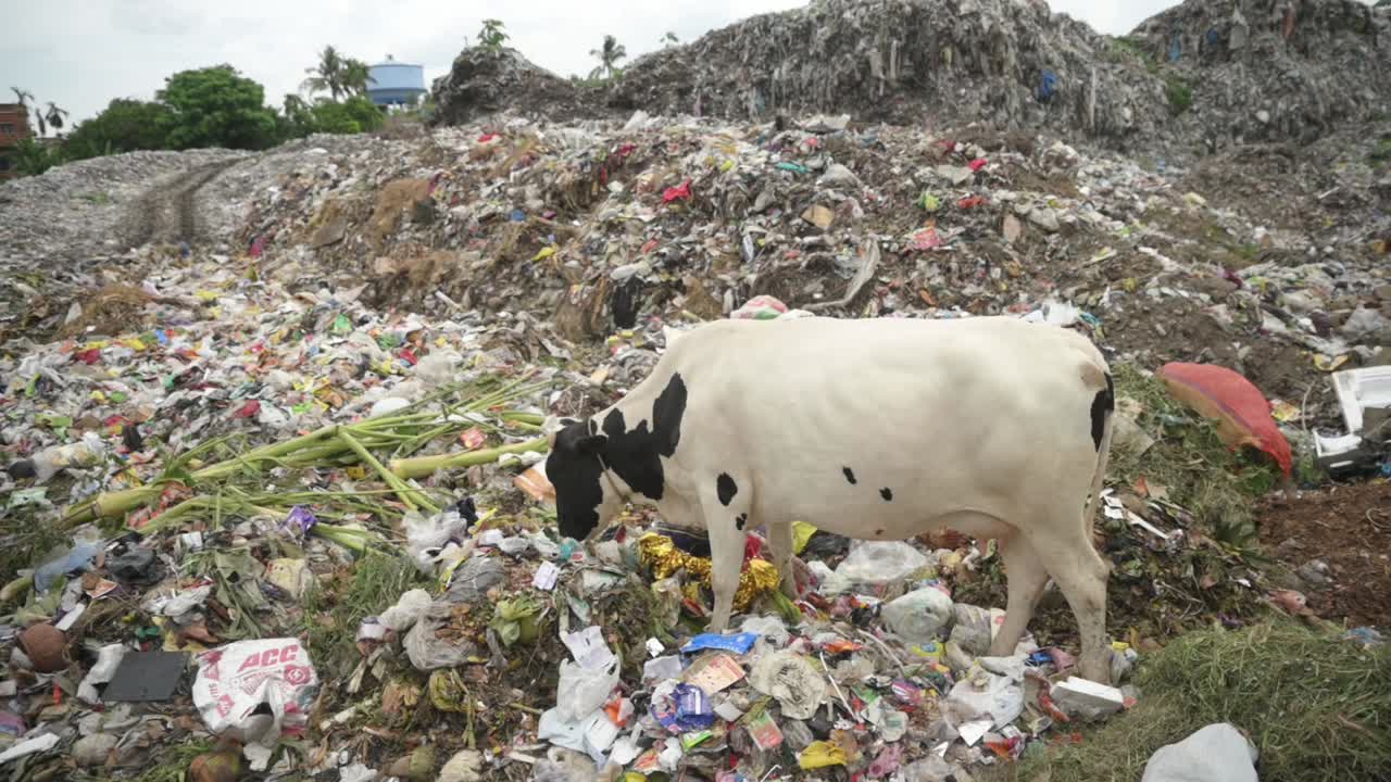 Cow eating rubbish at garbage disposal or junkyard, unhygienic for ...
