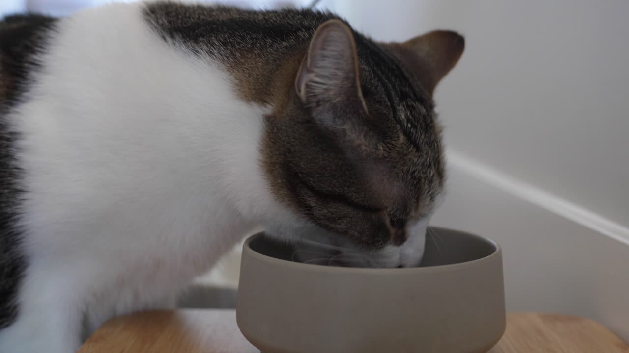 Premium stock video - Male cat eating lunch dry food