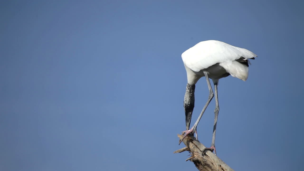 Premium stock video - Escondido birds 08