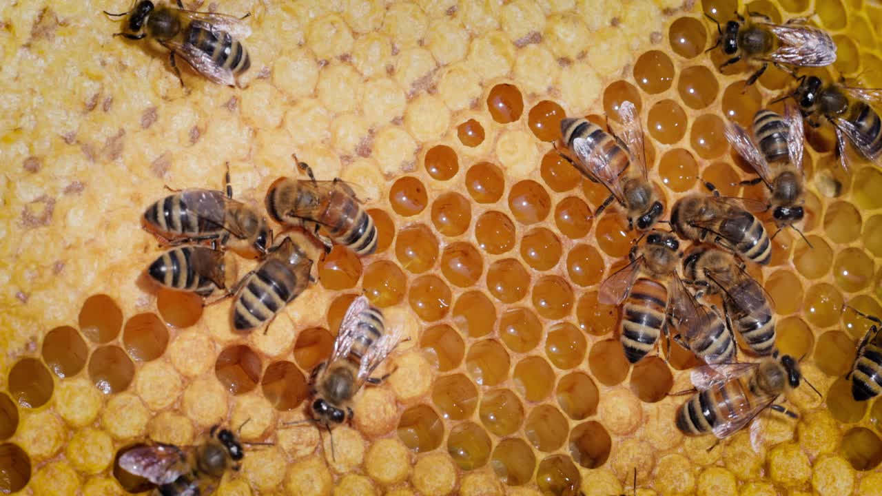 Honey Bees working on honeycomb close-up shot. Bees are best known to ...