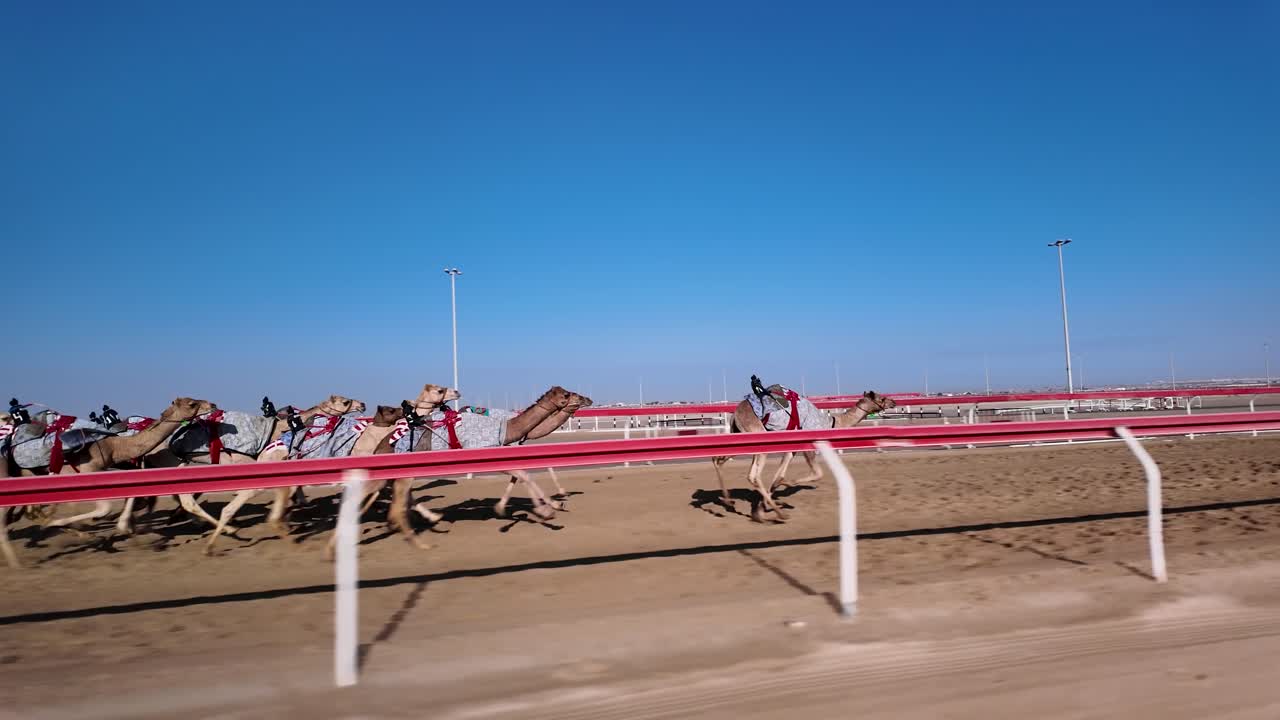 camel races with a robot jockey at a racetrack | freepik