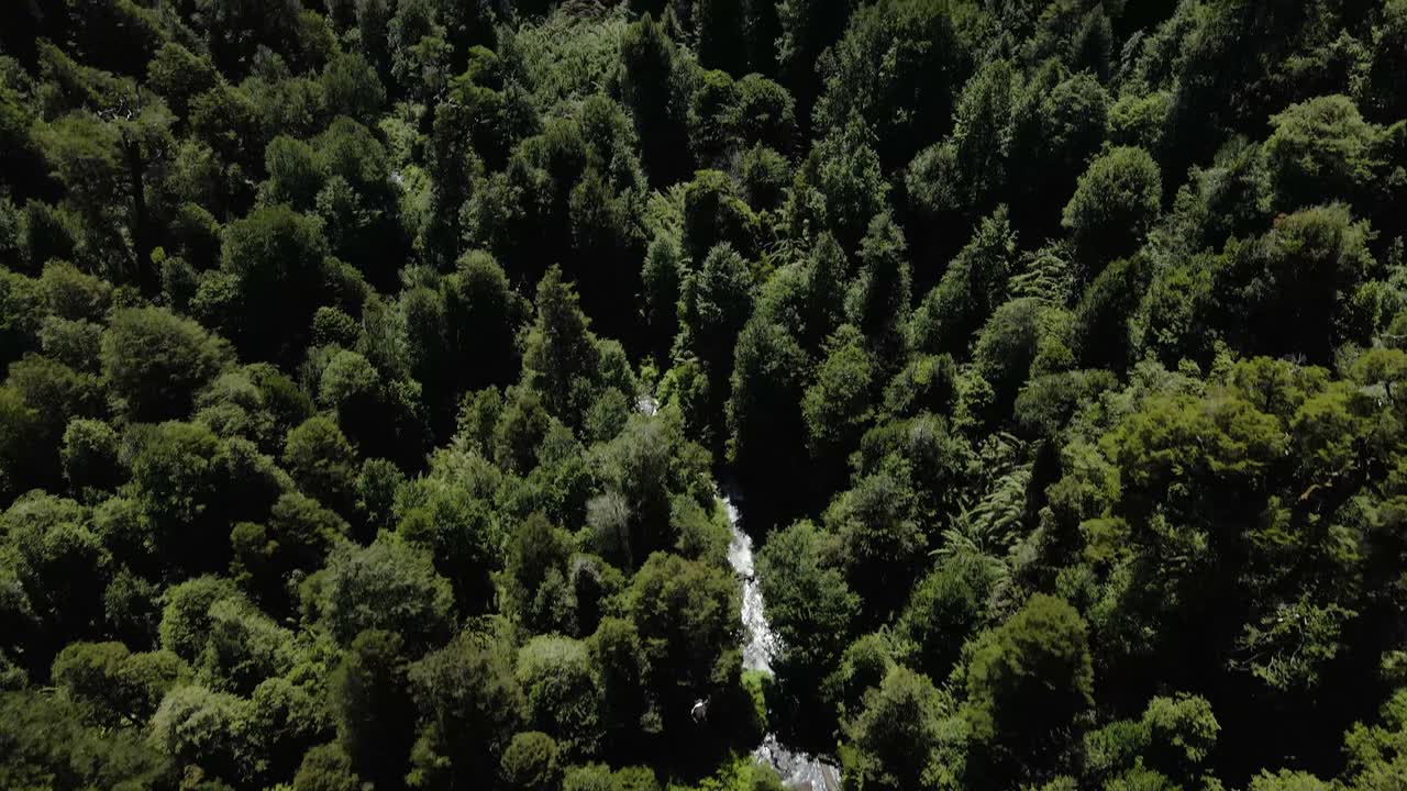 Aerial Tilt Up Of Water Stream Flowing Between Dense Green Forest ...