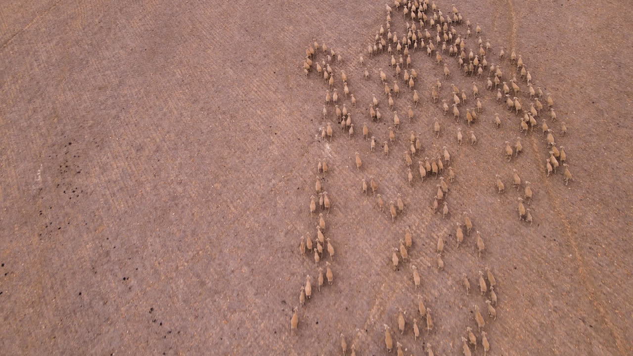 Flock of sheep stick together as they run in same direction | Premium ...
