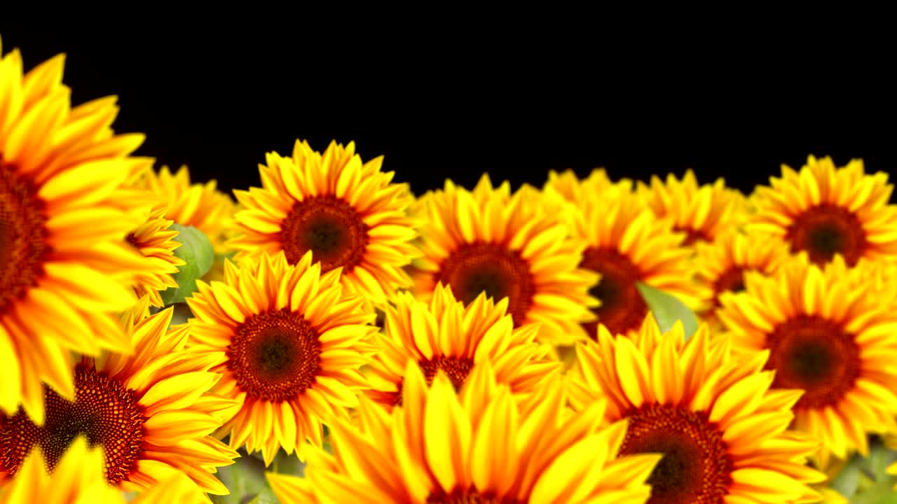 Garden Filled with Sunflowers, Loop Animation, | Premium Stock Video ...