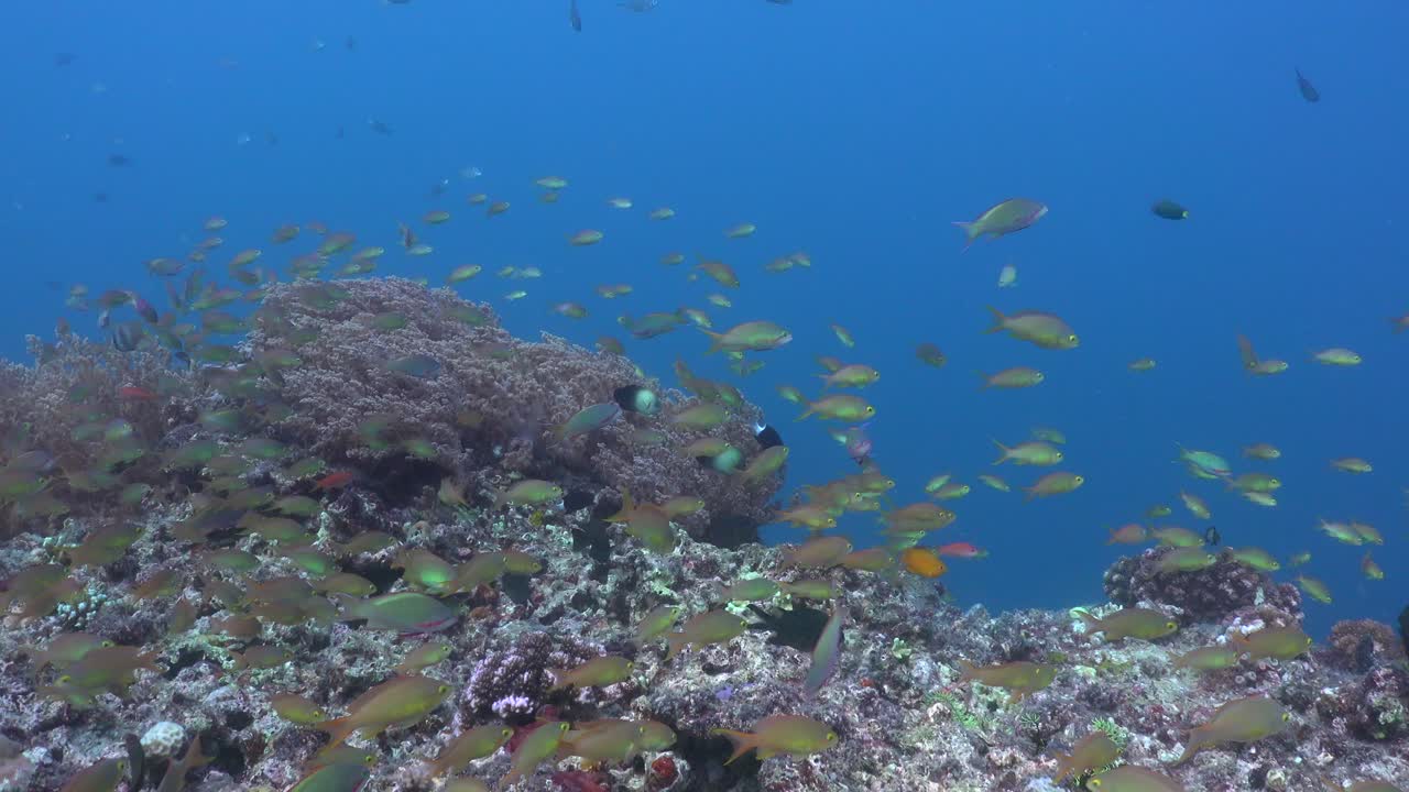 Drifting Over Busy Coral Reef With Soft Corals Free Stock Video Footage ...