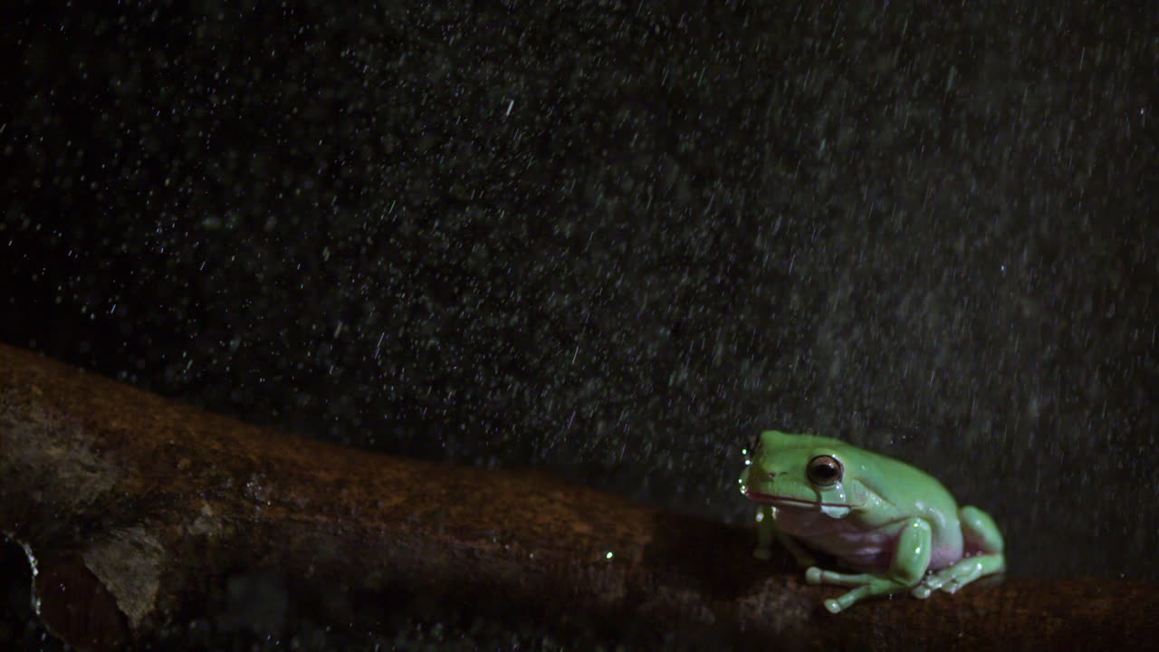 Premium stock video - Slow motion frog wiping eye in the rain