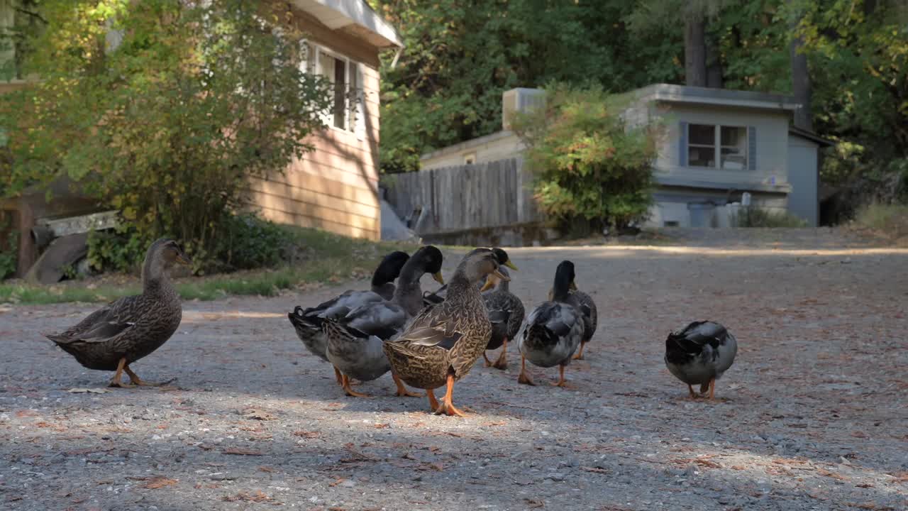 Flock Of Ducks And Mallards Waddle Away On Gravel Driveway Free Stock ...