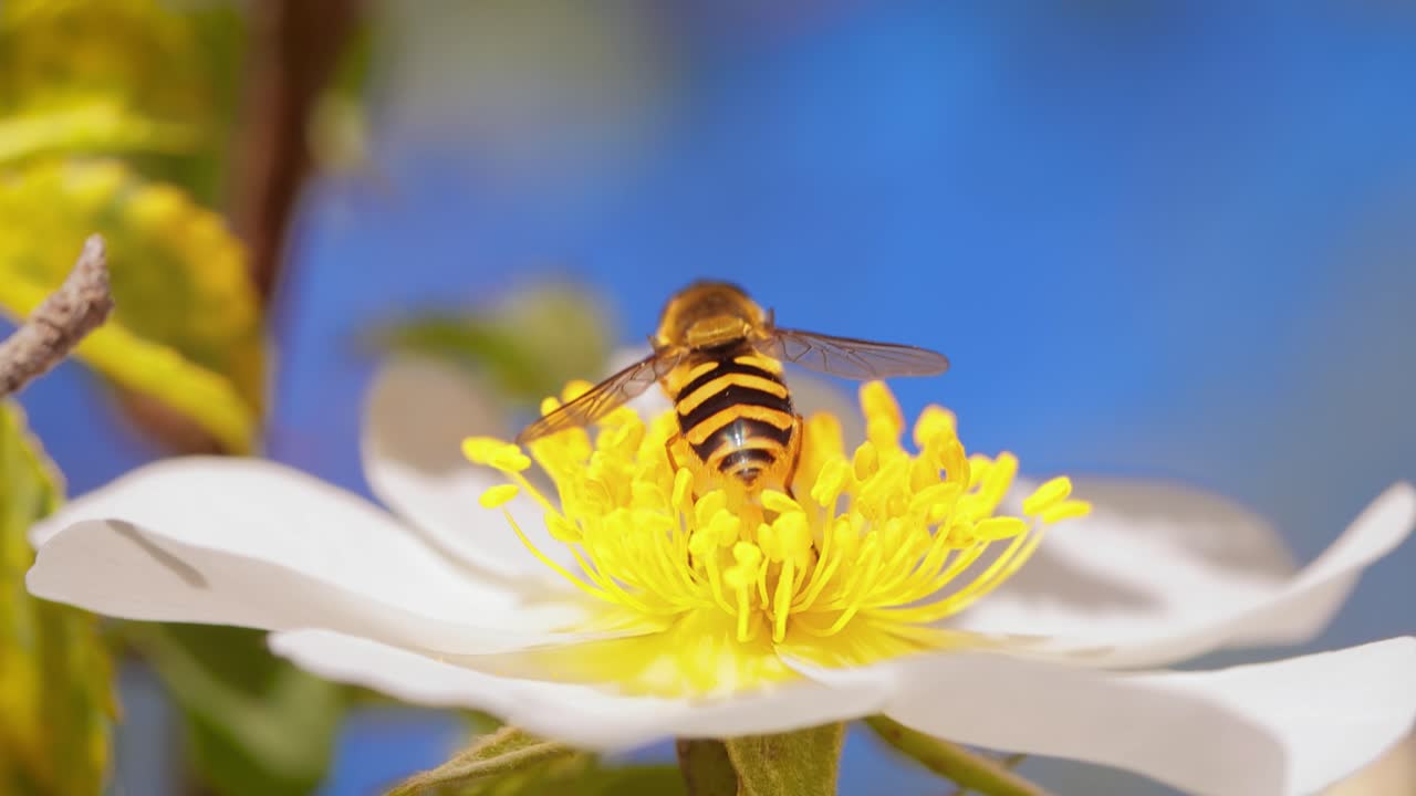 Hoverflies, Flower Flies Or Syrphid Flies, Insect Family Syrphidae.They ...