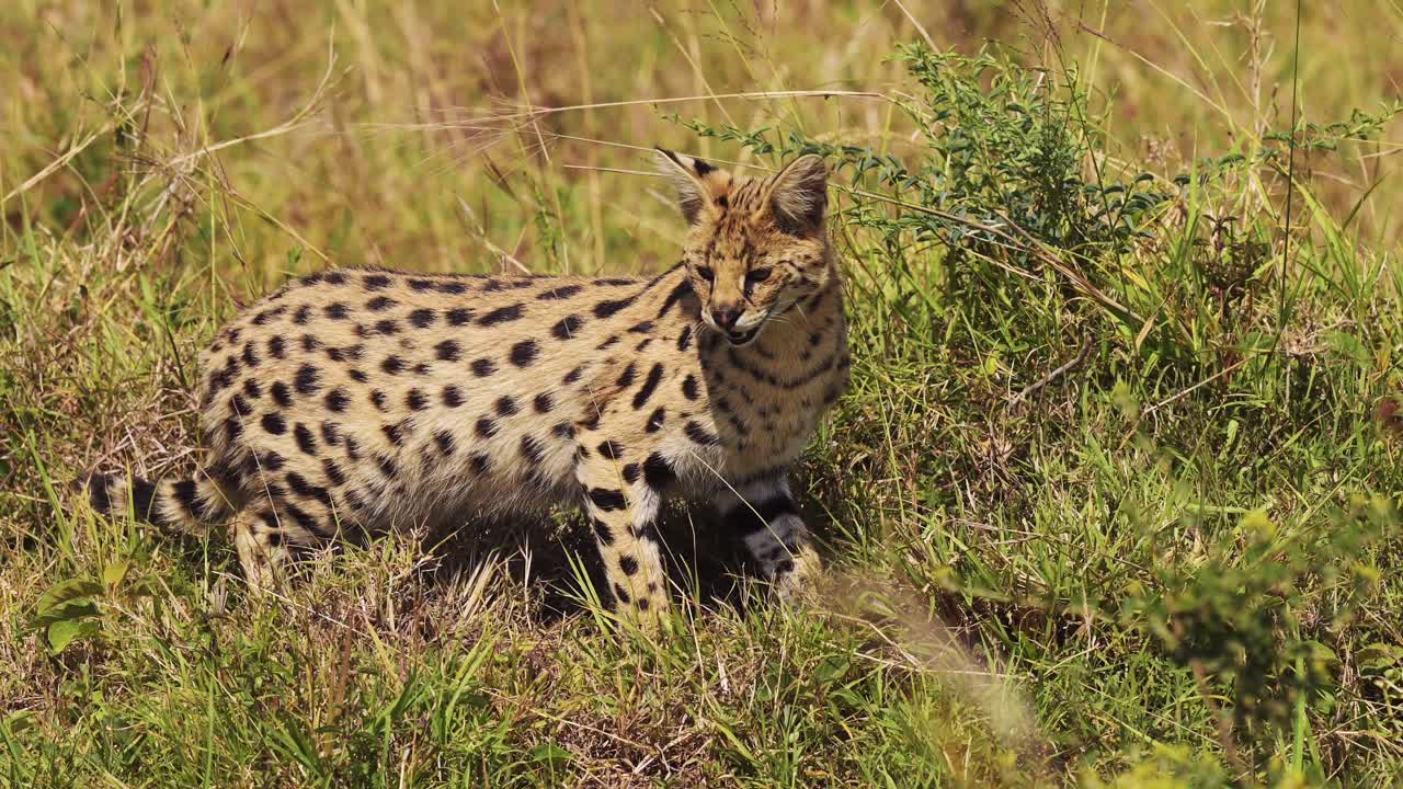 Slow motion shot of serval hunting in luscious grasslands for small ...