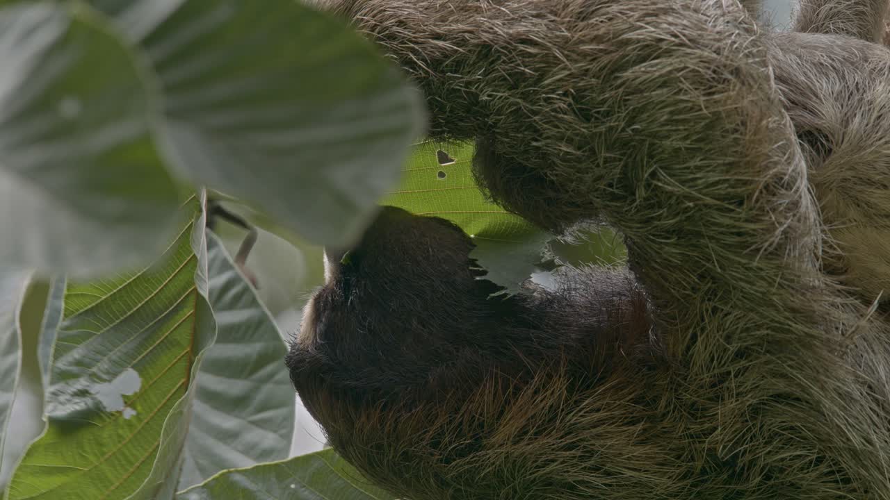 Premium stock video - Cute baby sloth clings securely to mum eating ...