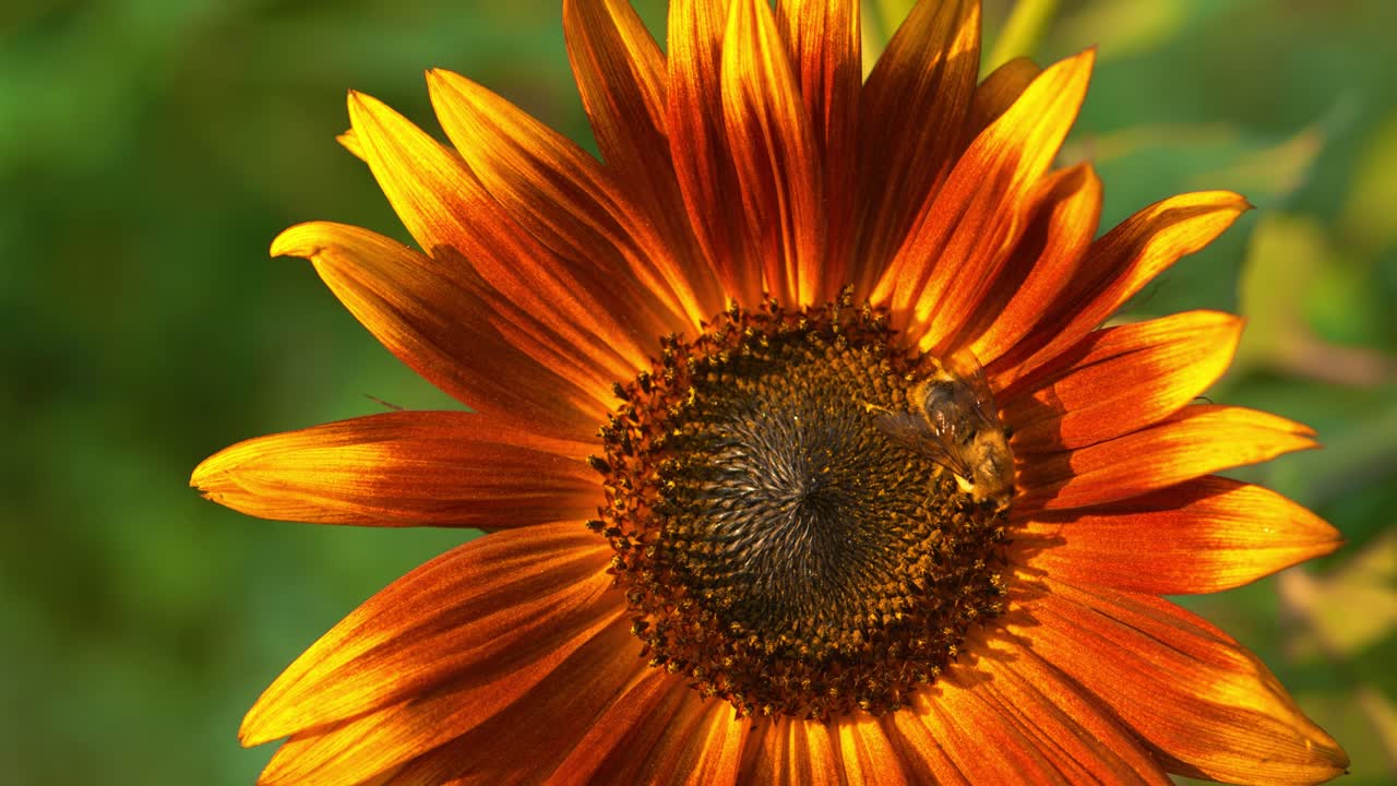 Bee walking around bright sunburst sunflower collecting the sweet ...