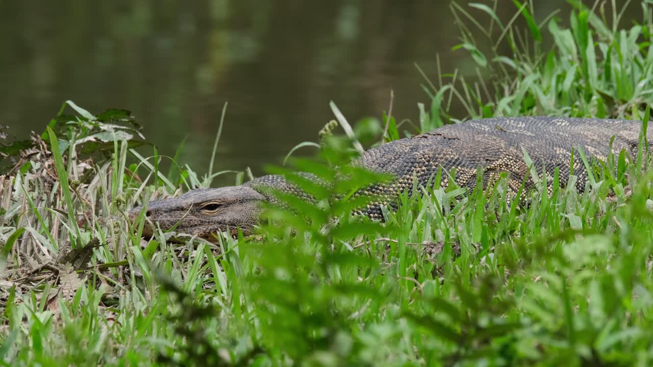 Premium stock video - Camera zooming out this reptile resting on the ...