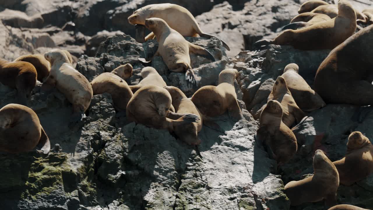Huge Colony Of Fur Seals Basking On Rocky Islands In Beagle Channel ...