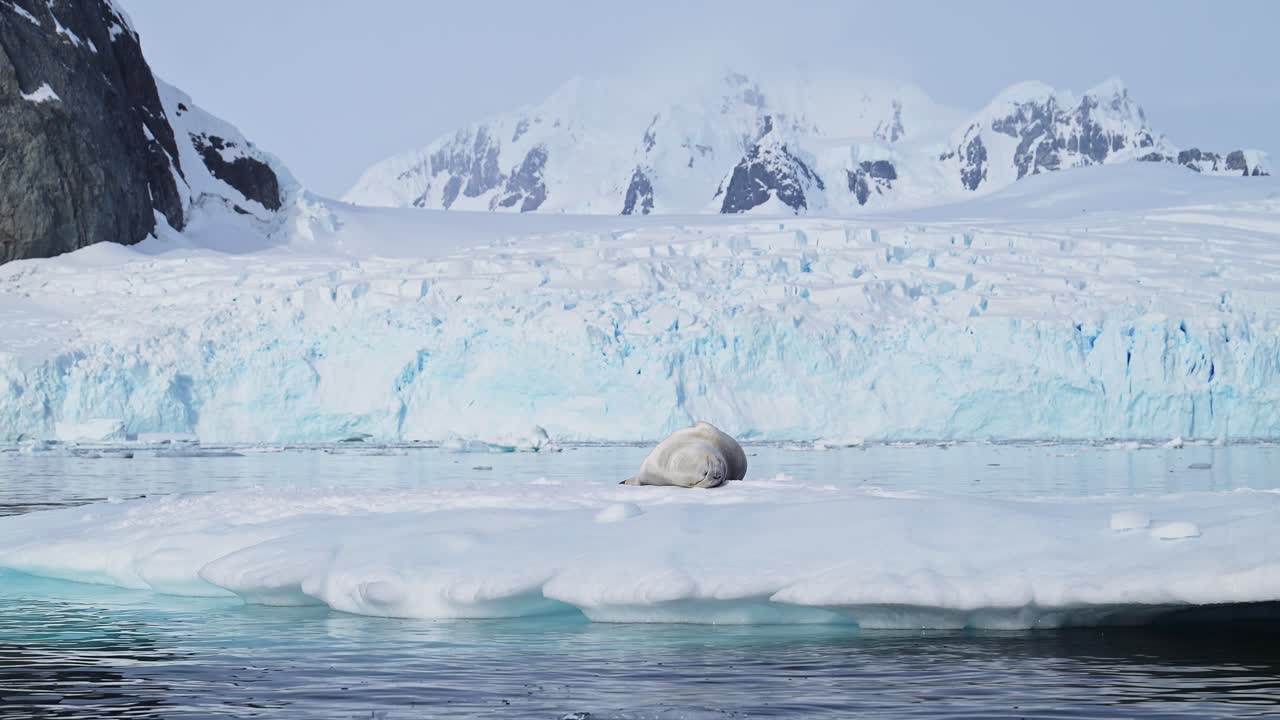 Leopard seal on ice of iceberg, antarctica wildlife animal sleeping ...