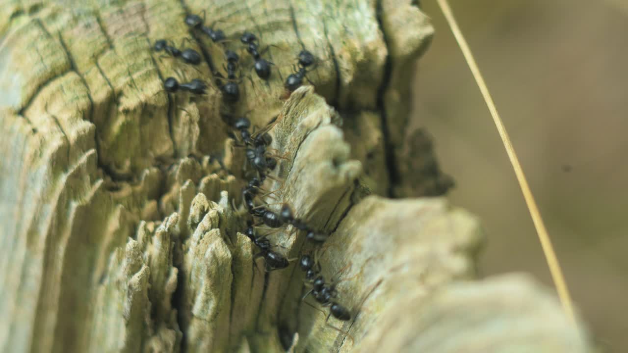 Premium stock video - Silky ants move on the nest, anthill with silky ...