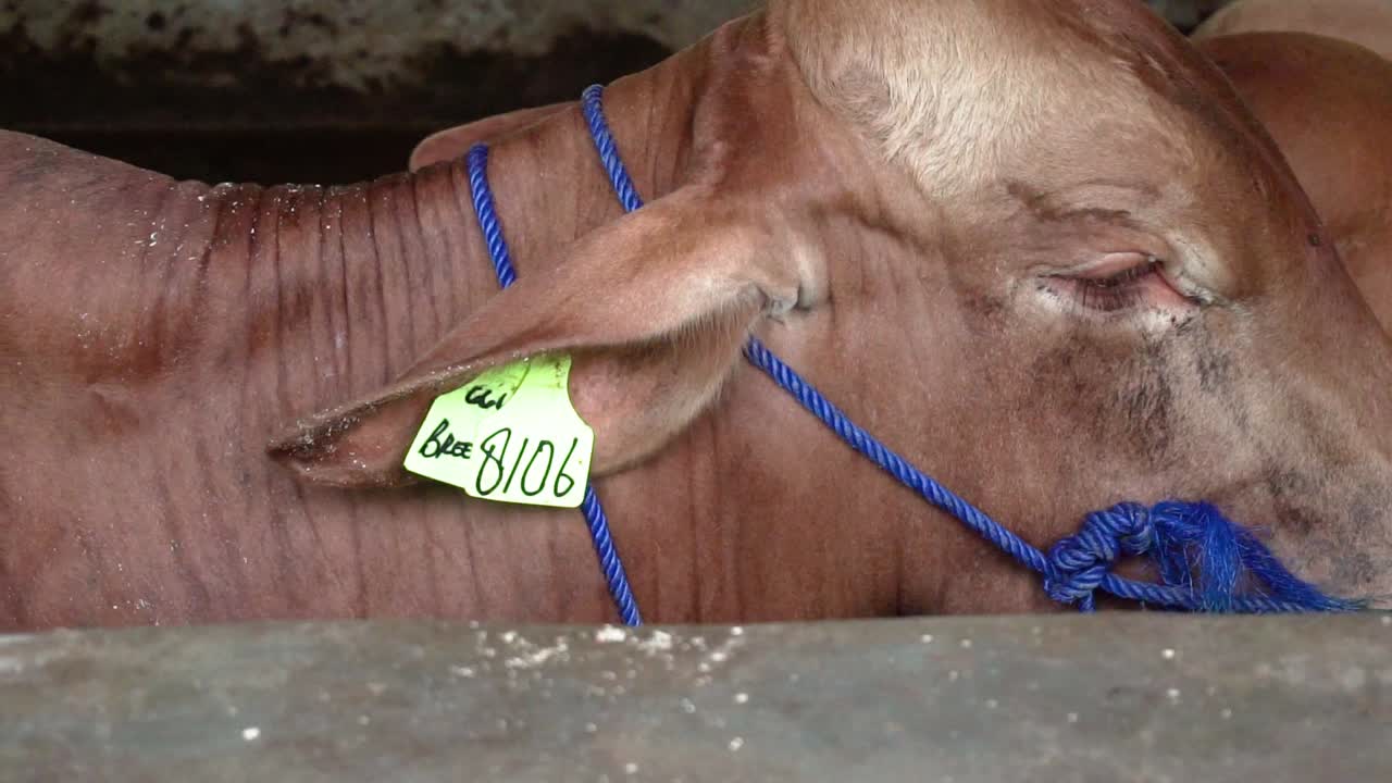 Premium stock video - Cows heifer with numbers on ears smart collar ...
