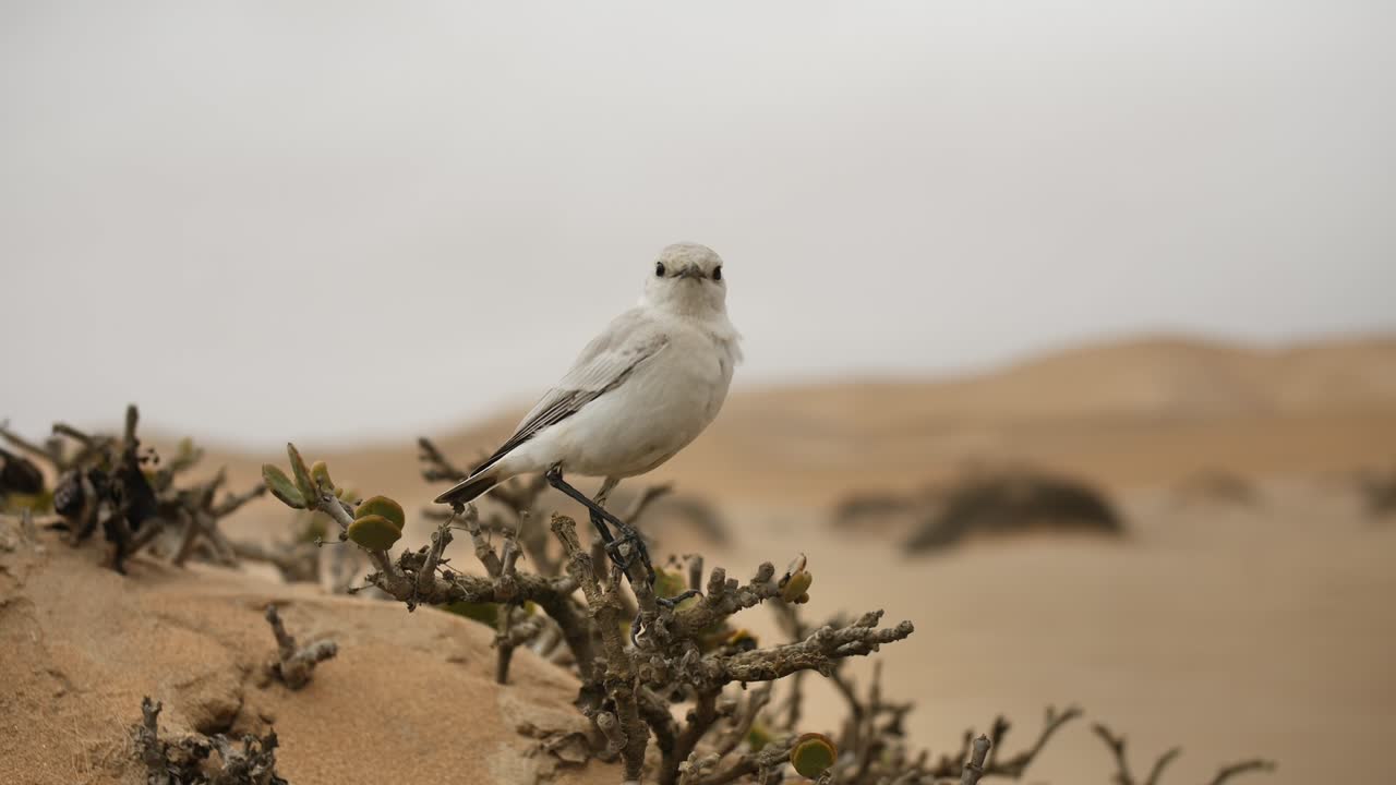 Close up of a small bird sitting on a bush in the namibian desert ...