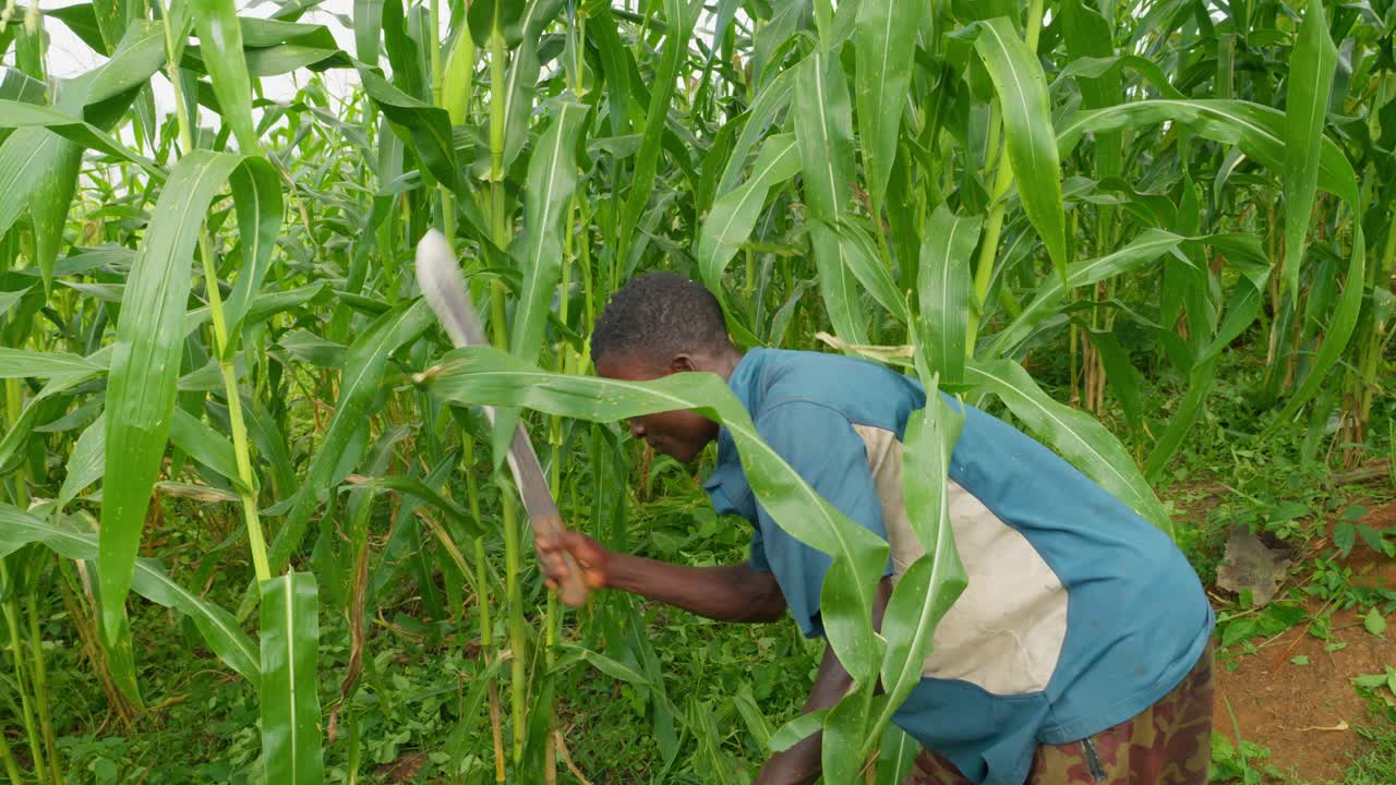 Premium stock video - Black african young male farmer harvesting mais ...