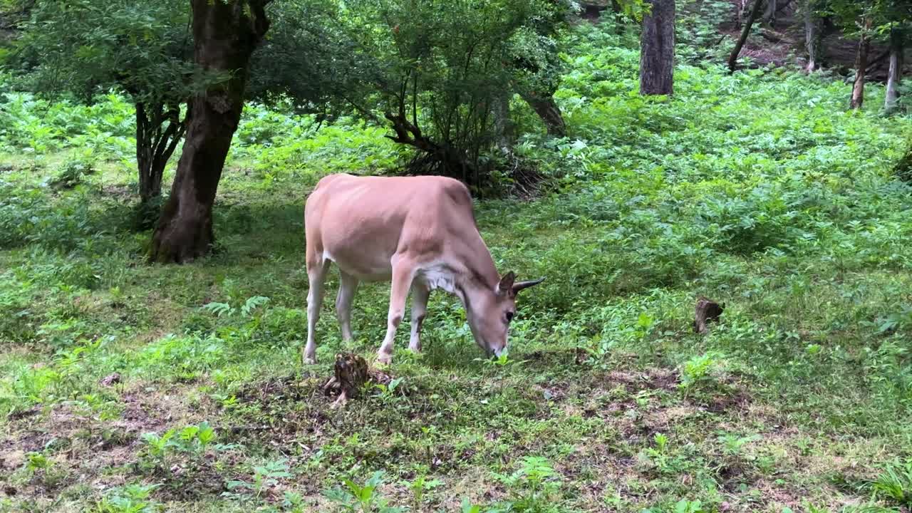 Golden Skin Cow Bull Cow Calf In The Forest The Hyrcanian Jungle Nature ...