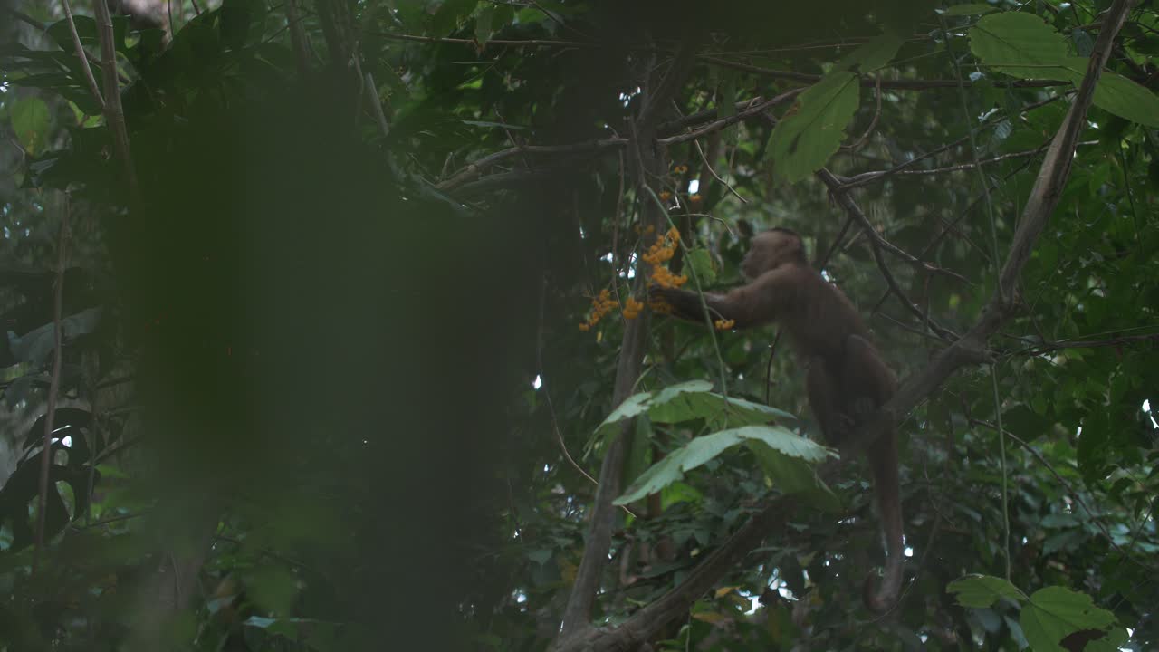 Cute capuchin monkey cutting plants from a branch in the jungle of ...