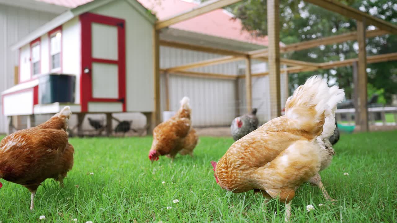 Several Chickens Free Range Outside The Coup Pecking In The Grass In ...