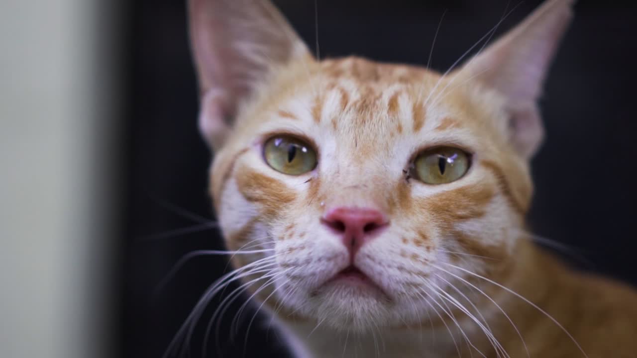 Indian Billi Breed Also Known As Indian Common Cat Free Stock Video ...