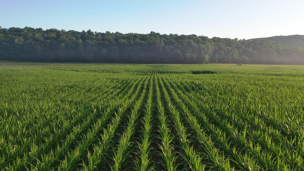 cornfield and forest landscape | freepik