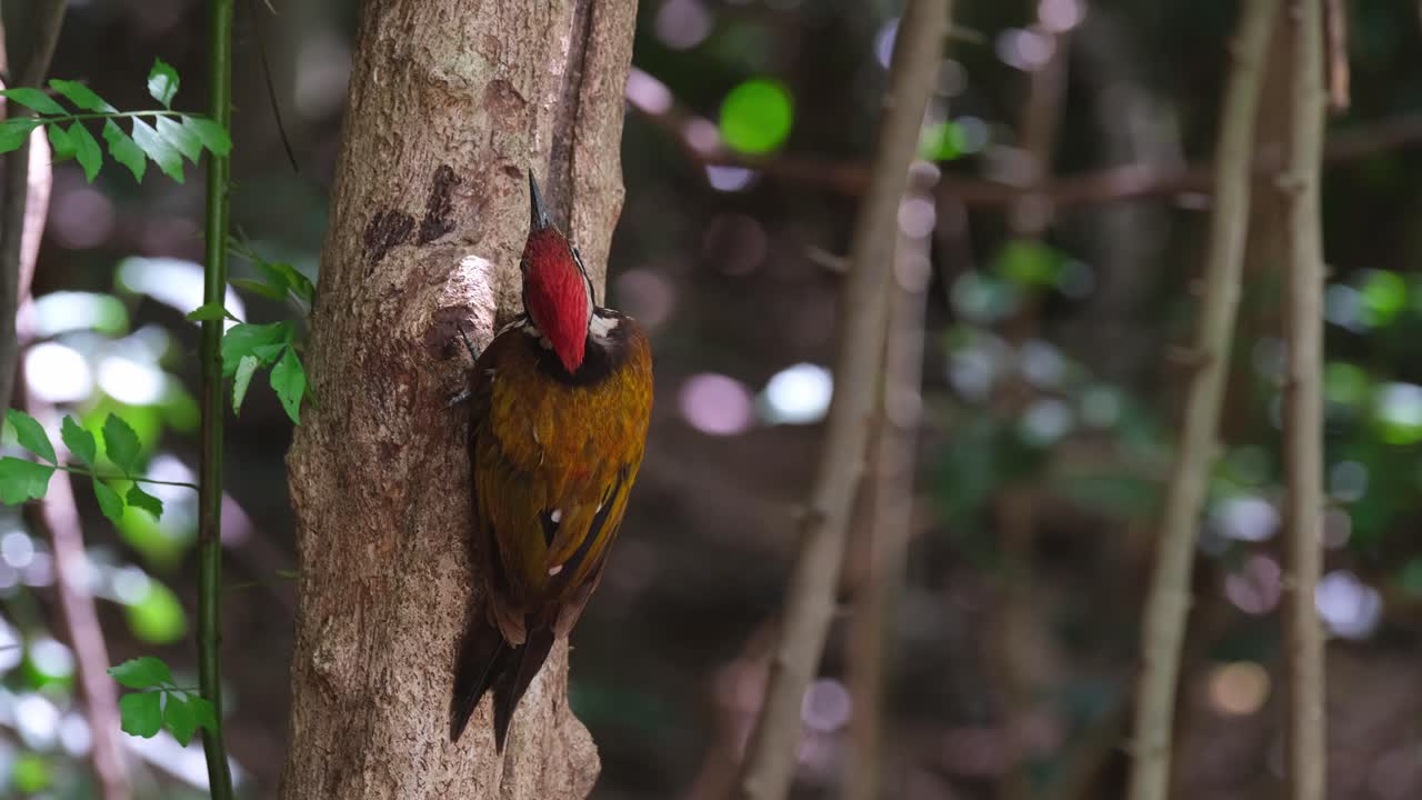Premium stock video - An individual foraging for some grubs from the ...