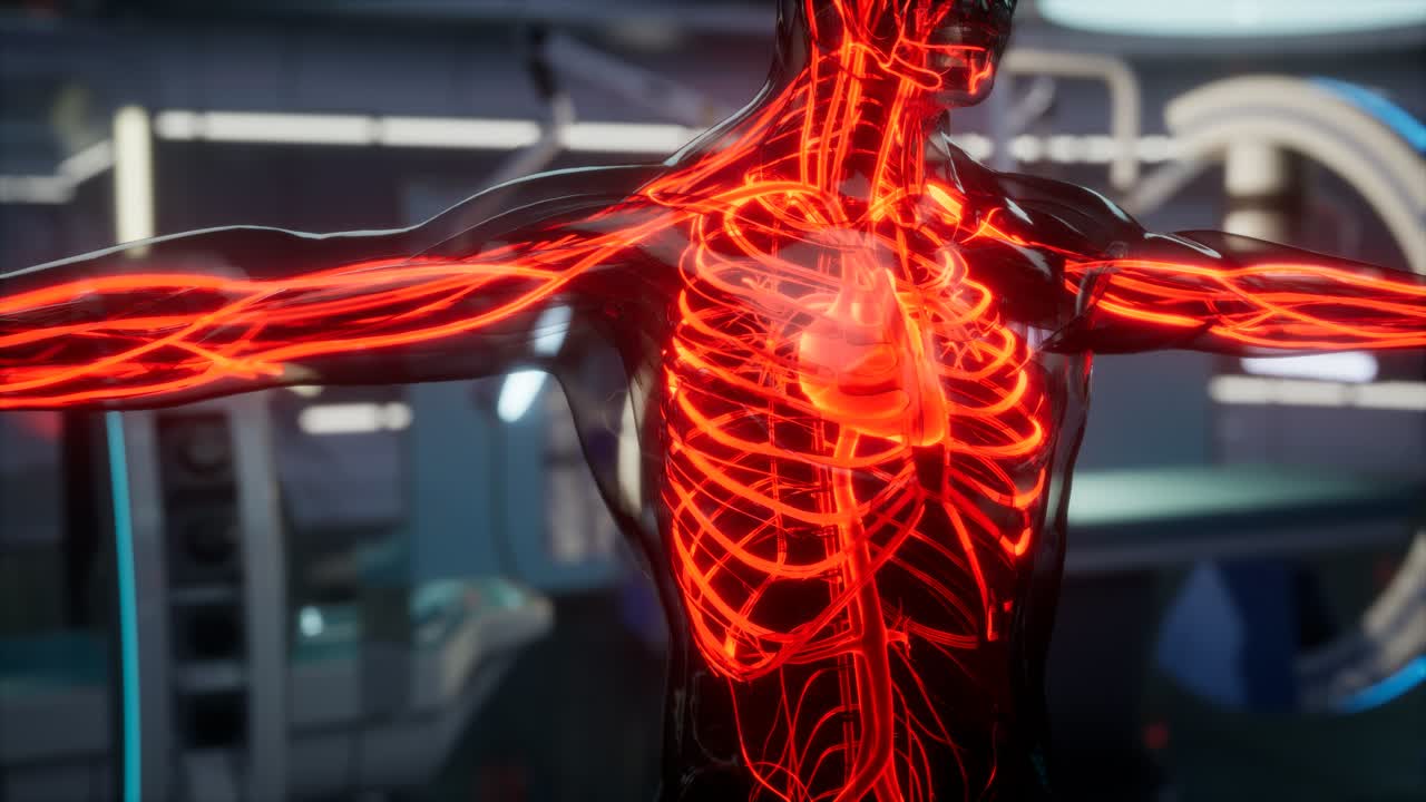 Science Anatomy Scan Of Human Blood Vessels Free Stock Video Footage ...