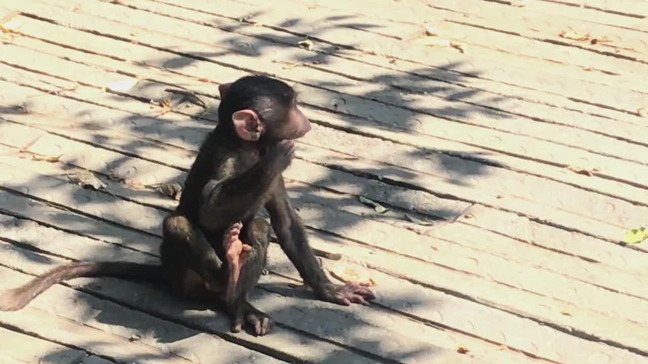 Premium stock video - Little monkey scratching itself in the nairobi ...