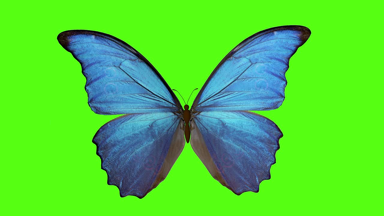 Butterfly flaps its wings. butterfly on a green background. 3d ...