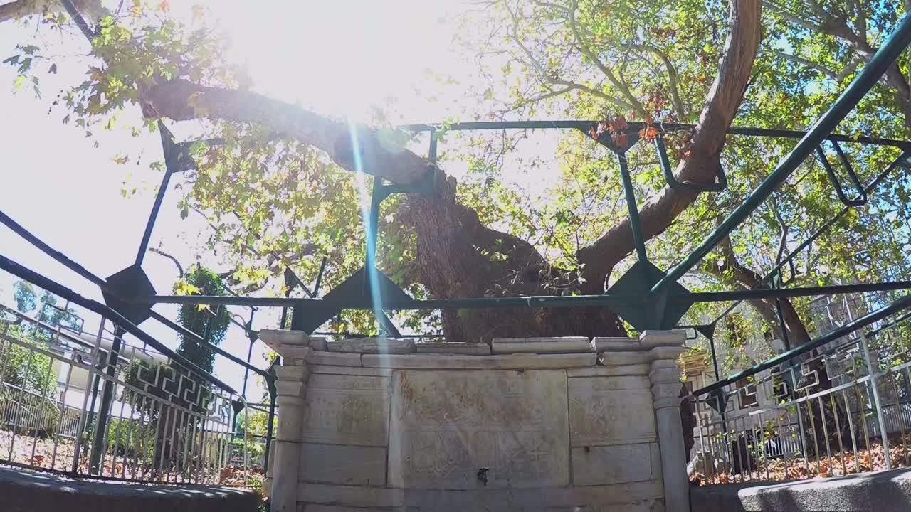 The Tree Of Hippocrates, A Plane Tree In The Greek Town Of Kos Free ...