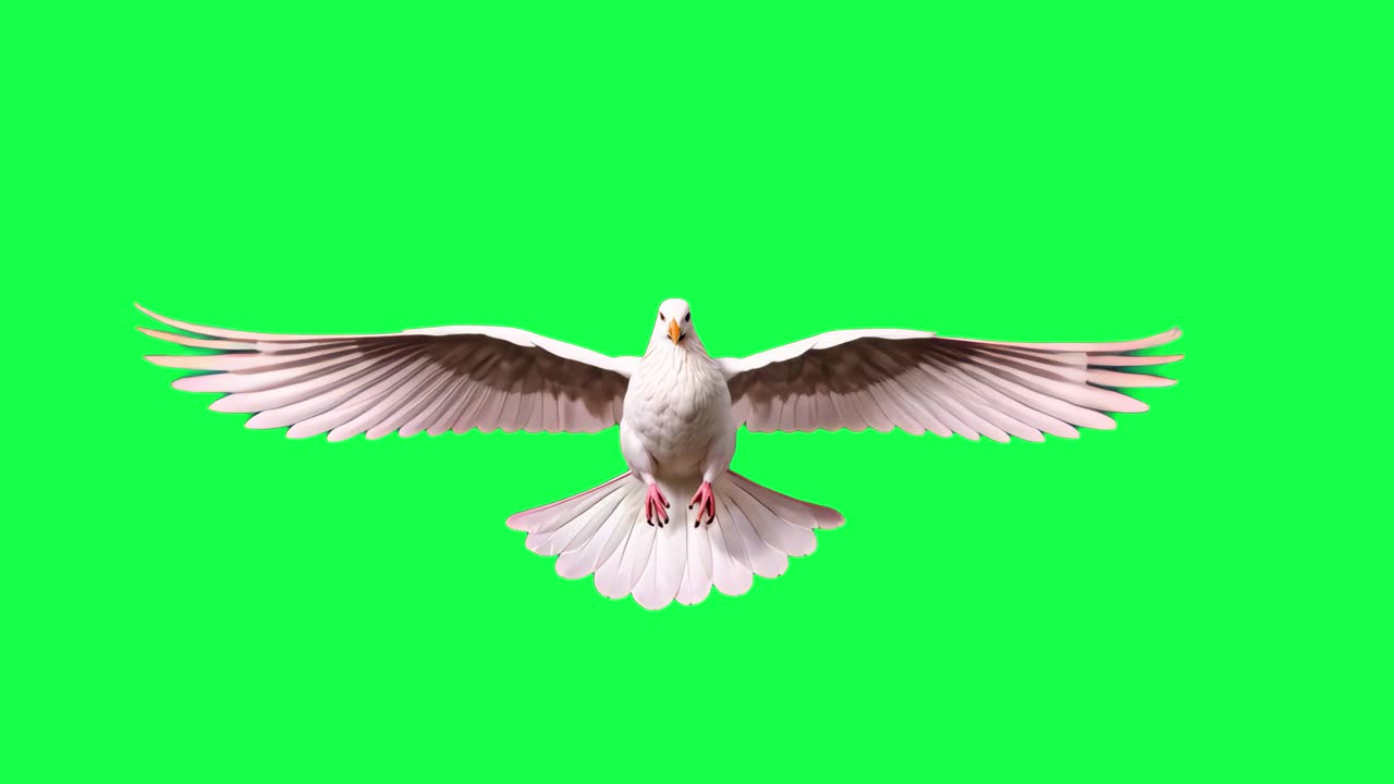 White dove flying animation, transparent 4K video, green screen ...